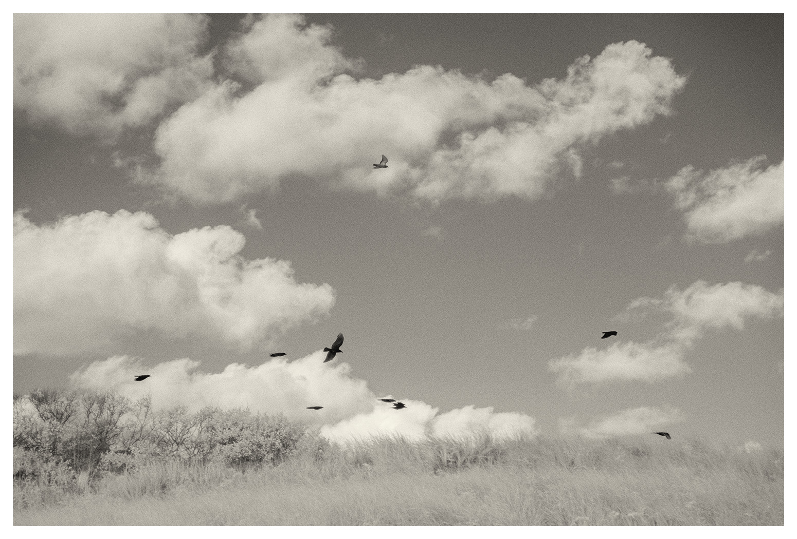Crows, Great Island, No. 2 - Limited Edition - Brooke T Ryan