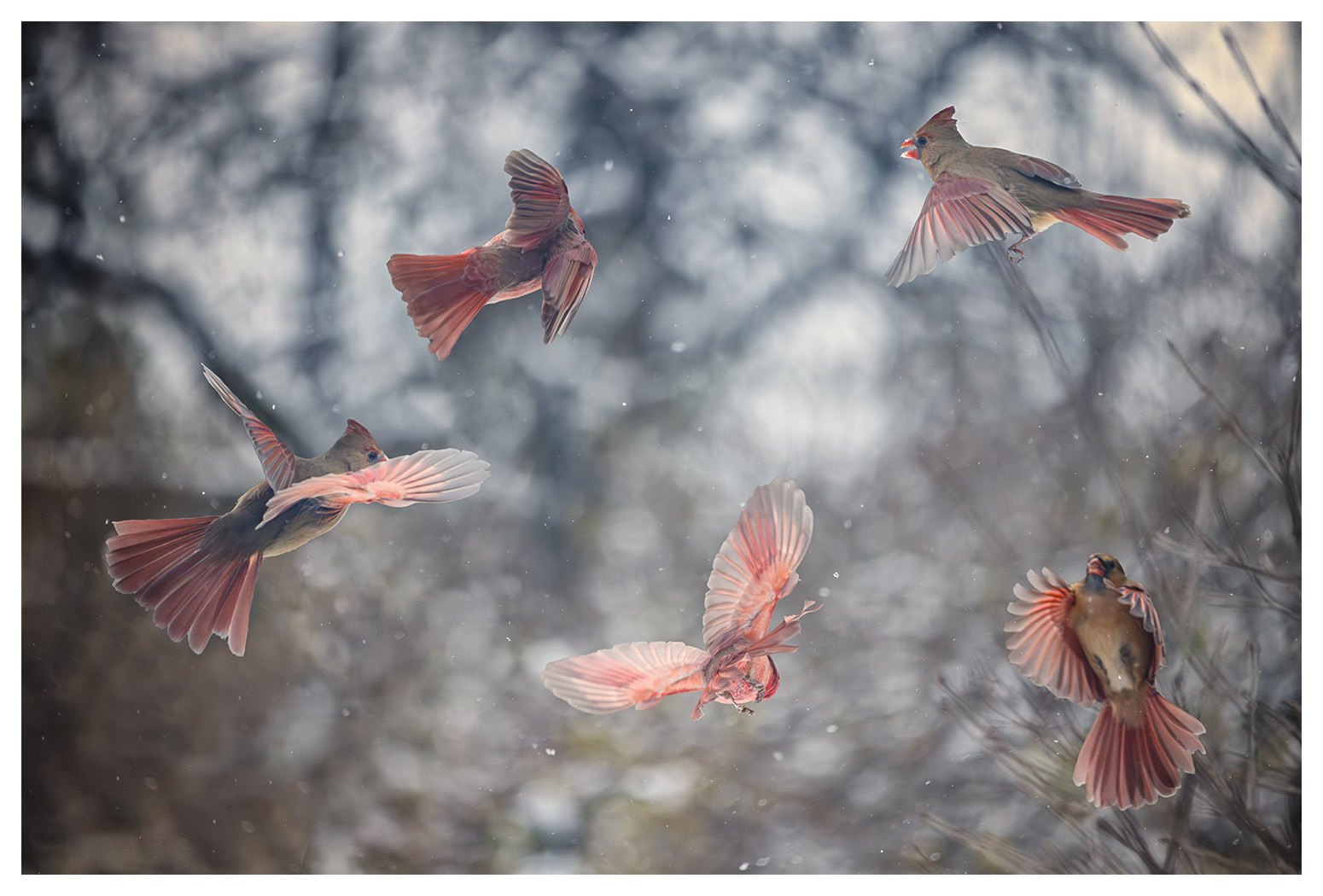 Cardinals - Brooke T Ryan